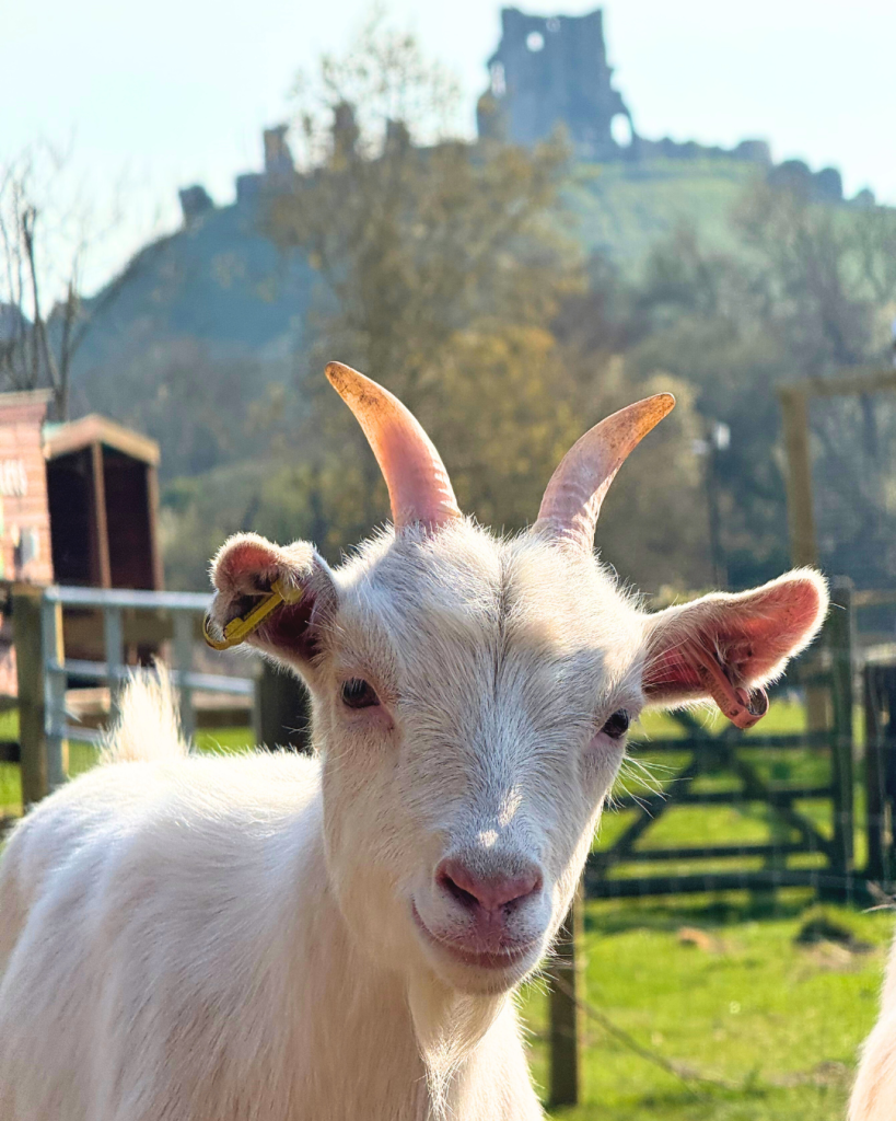 Animals & Play Area - Dorset Adventure Park
