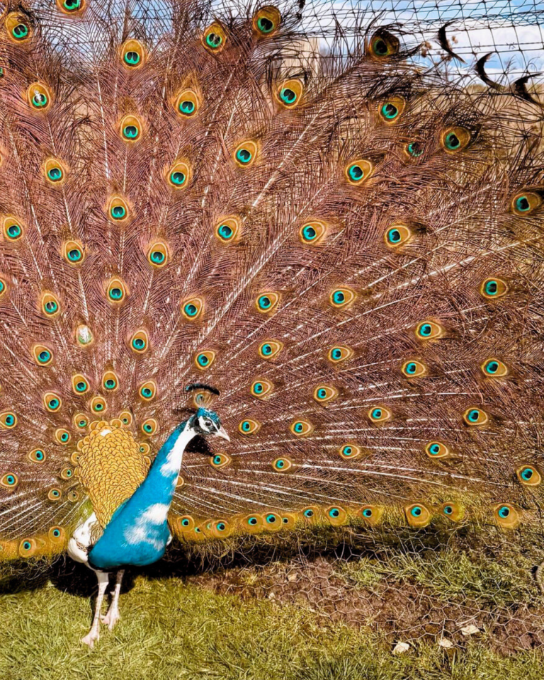 Animals & Play Area - Dorset Adventure Park